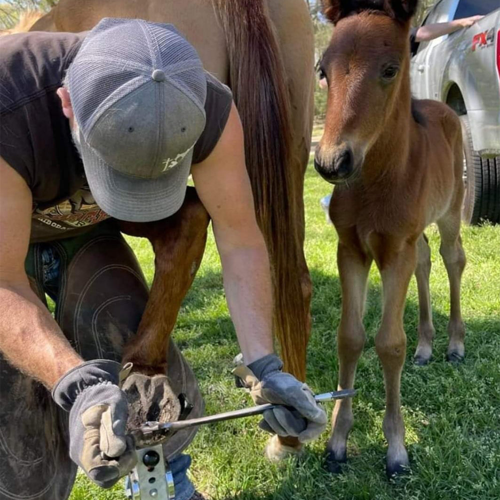 Top Farrier Tools & Supplies | Ultra Light Bad-Ass Hoof Support System ...